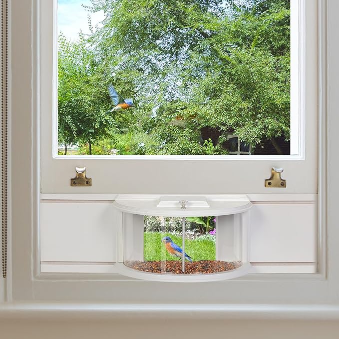 Discover the Magic of a Window Bird Feeder: A Local’s Guide to Bringin ...