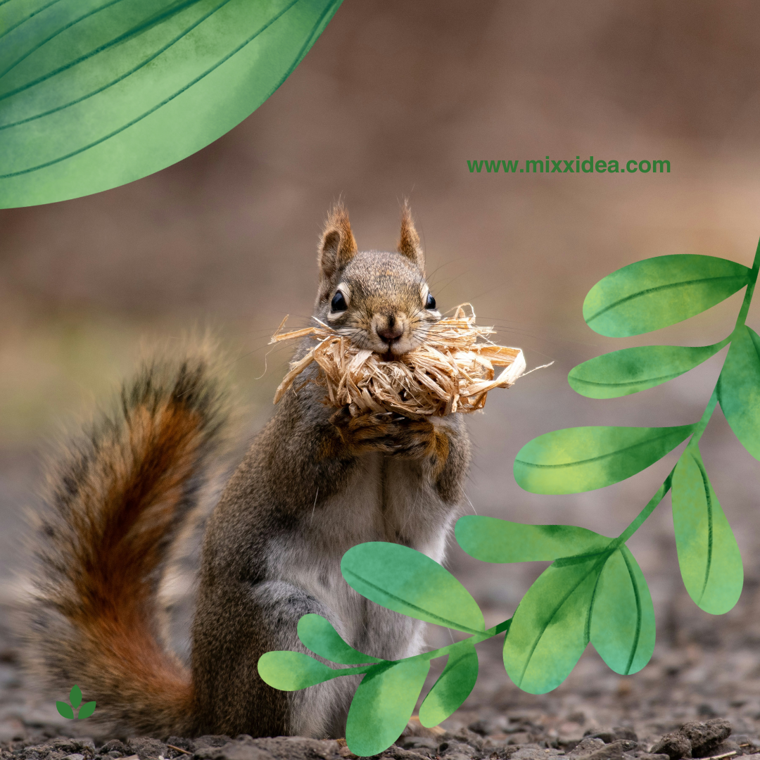 Attracting Garden Squirrels in Fall: A Local Guide to Squirrel Feeders ...