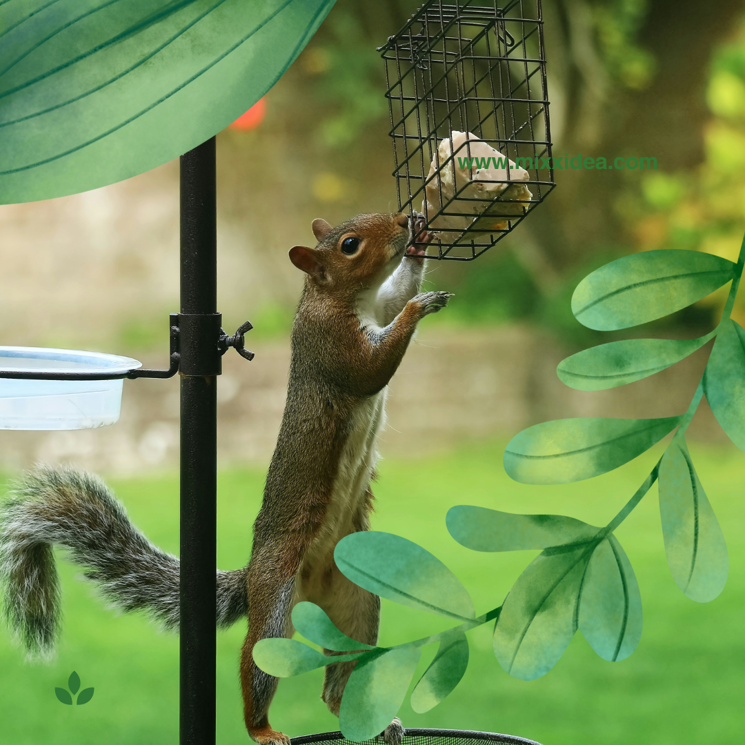 Attracting Squirrels and Birds to Your Backyard: Your Go-To Guide for ...