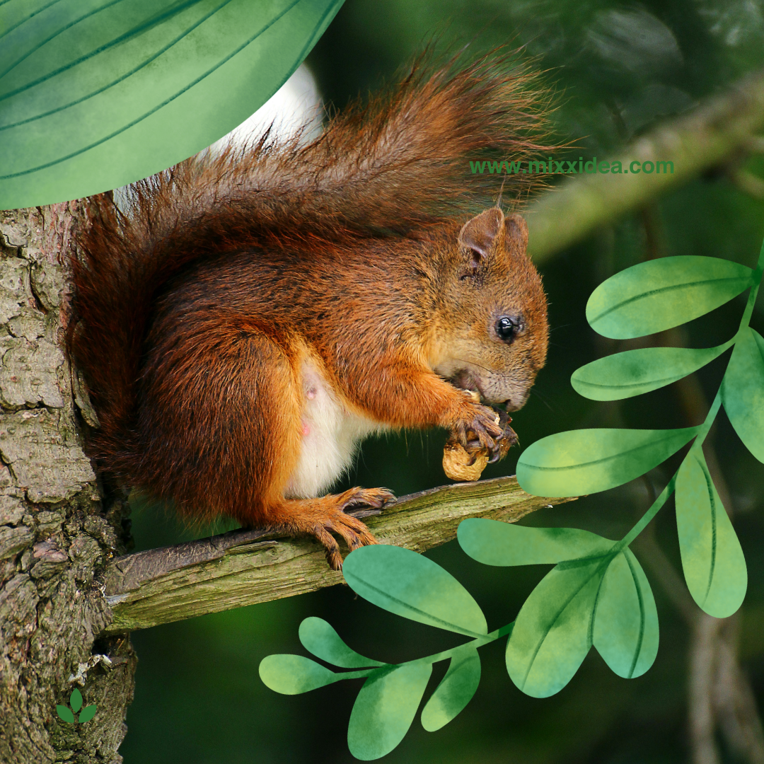 Introducing the Mixxidea Squirrel Feeder: The Perfect Solution for You