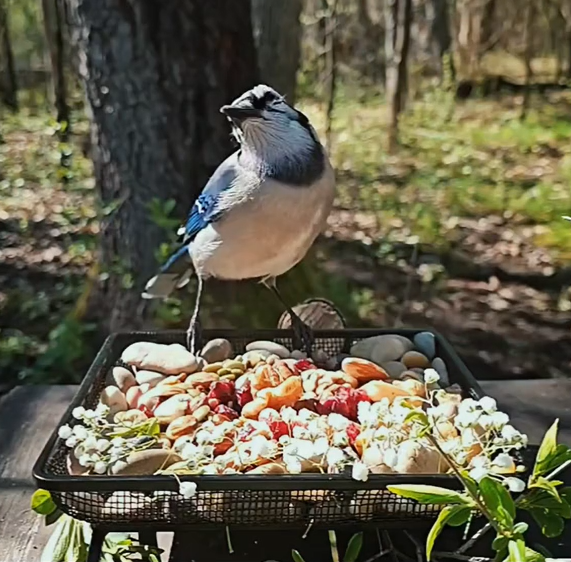 Discover the MIXXIDEA Hanging Metal Bird Feeder Tray: The Perfect Addi ...