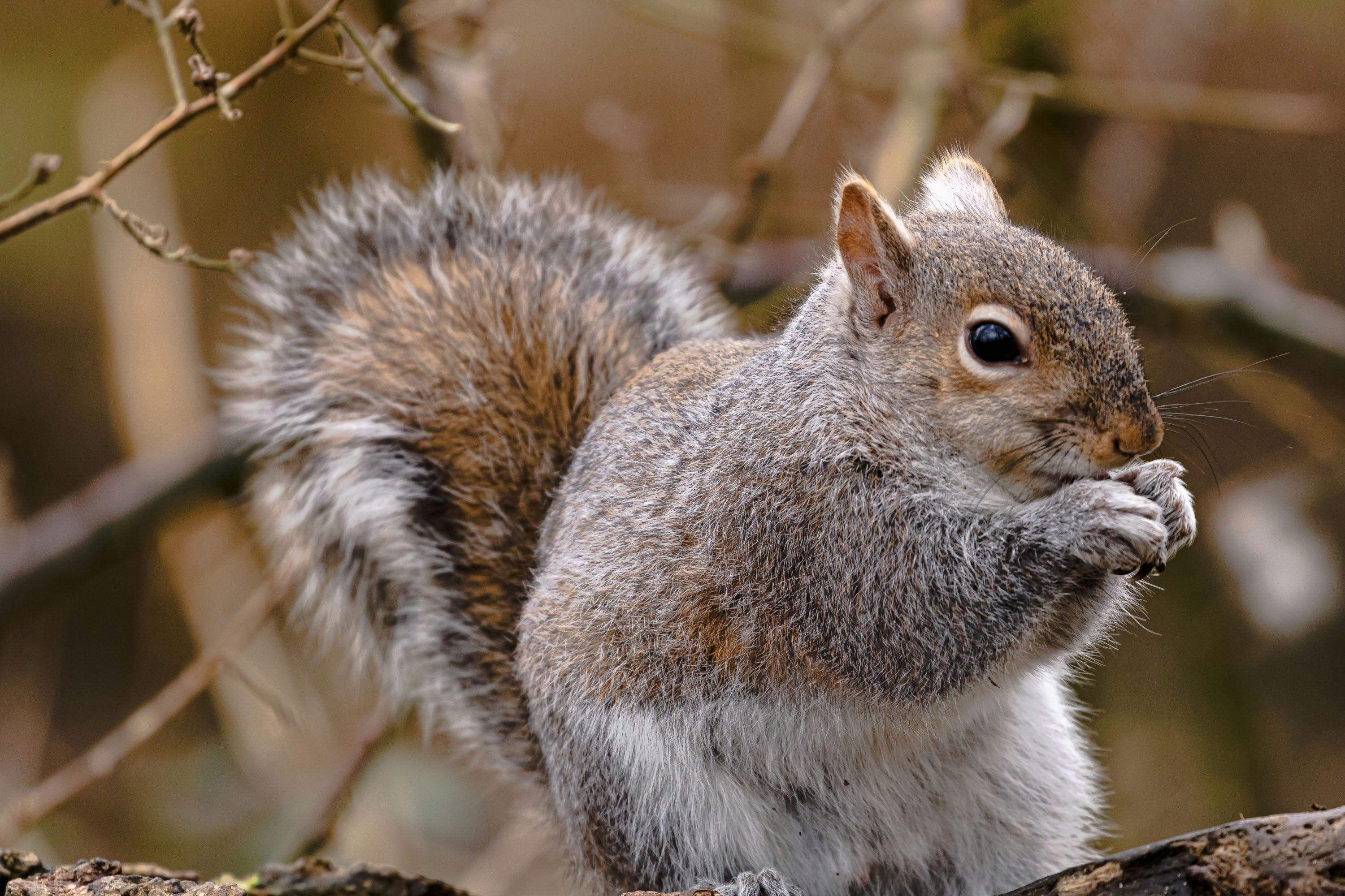 Guide on What to Feed Squirrels and Choosing the Perfect Squirrel Feed ...
