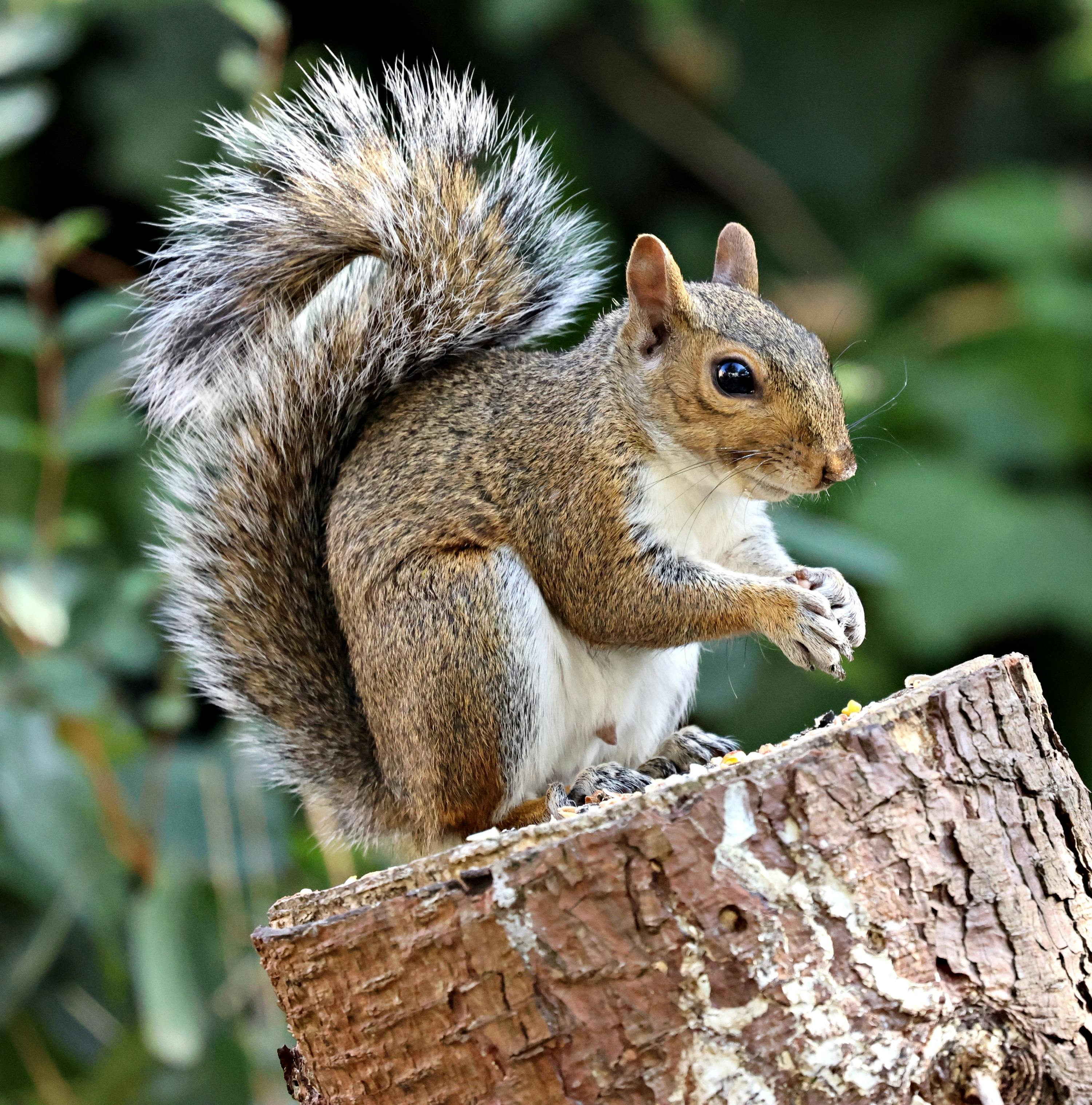 Mixxidea Bird Feeders and Squirrel Feeders: The Perfect Combo for Your